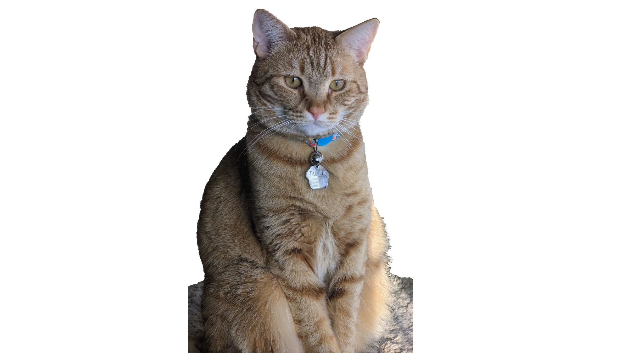 Mr. Tangelo - Superior Cat